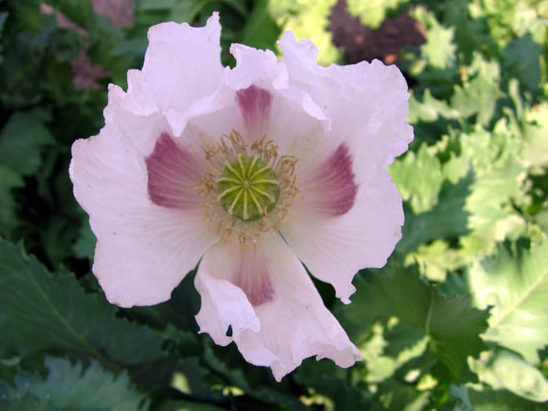 Pepperbox Poppy Seeds an Heirloom Favorite With Longer Bloom Time - Etsy