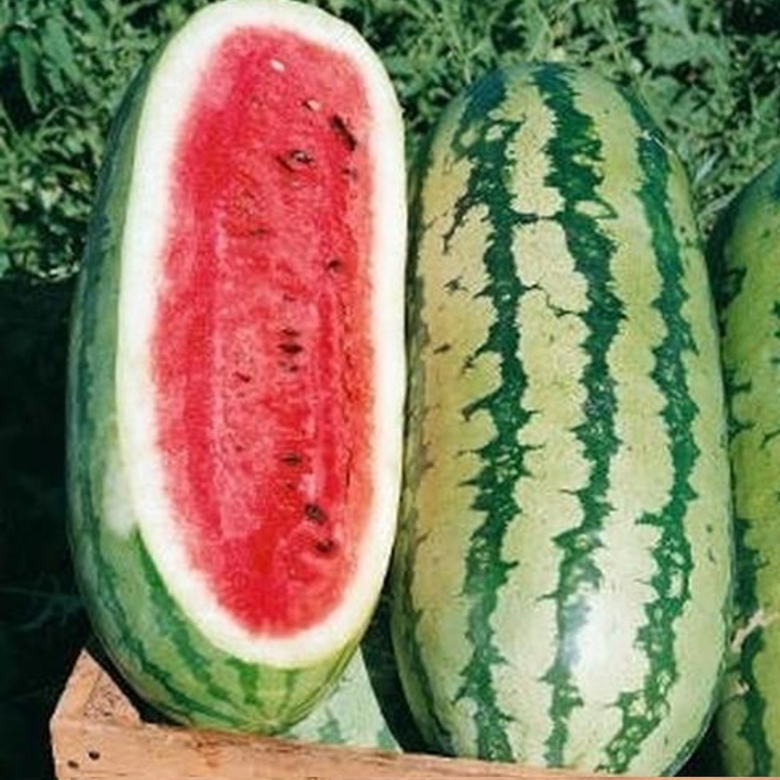 Georgia Rattlesnake Watermelon Seeds - Etsy