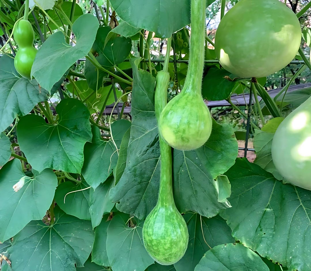 Long Handle Dipper Gourd Seeds - Fun to Grow! - Etsy