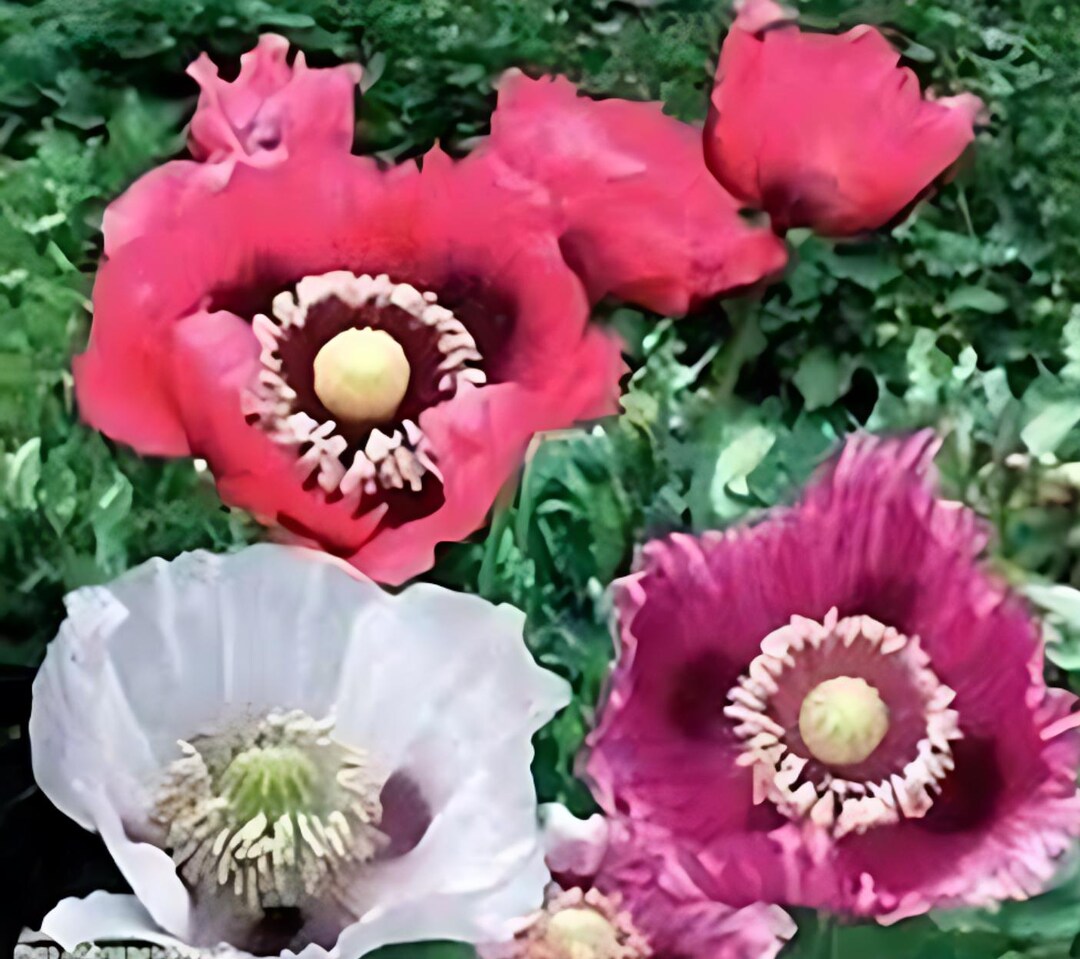 Pepperbox Poppy Seeds - an Heirloom Favorite With Longer Bloom Time - Etsy