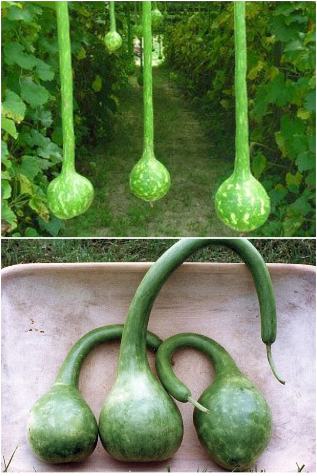Long Handle Dipper Gourd Seeds Fun to Grow - Etsy