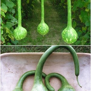 Long Handle Dipper Gourd Seeds - Fun to Grow! - Etsy