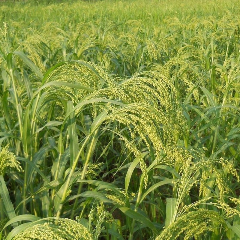 Millet - Etsy