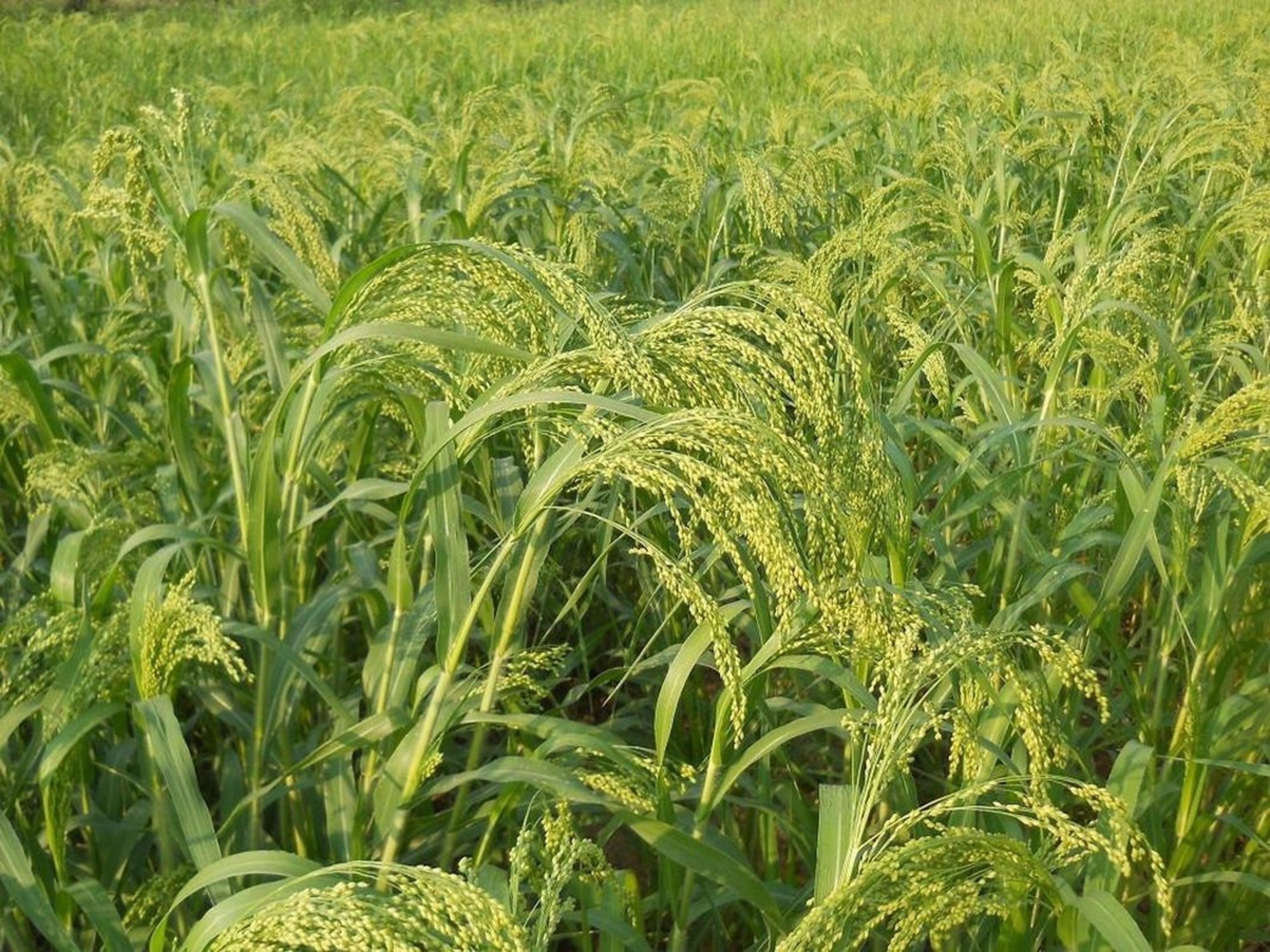 White Millet Seed for Growing (1/2 Oz) - Etsy