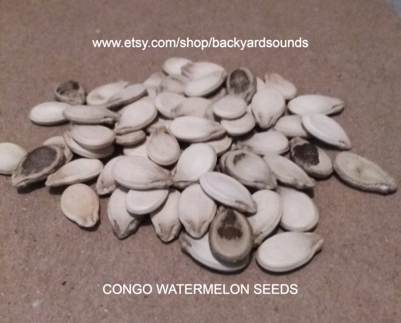 Congo Watermelon Seeds a Larger Super Sweet Heirloom Melon - Etsy