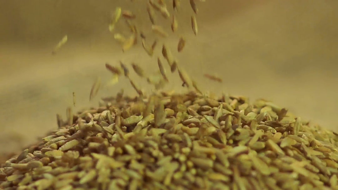 Organic Rye Wheat Berries: Sprouting, Malting, Brewing - 2.2 Lbs - Etsy