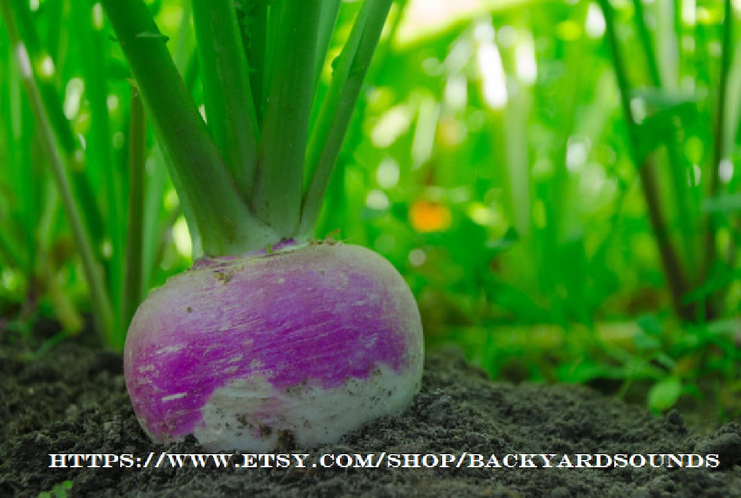 Deer Corn Feed Purple Top Turnip Seeds - 5 LB Bag For Deer Food Plots ...