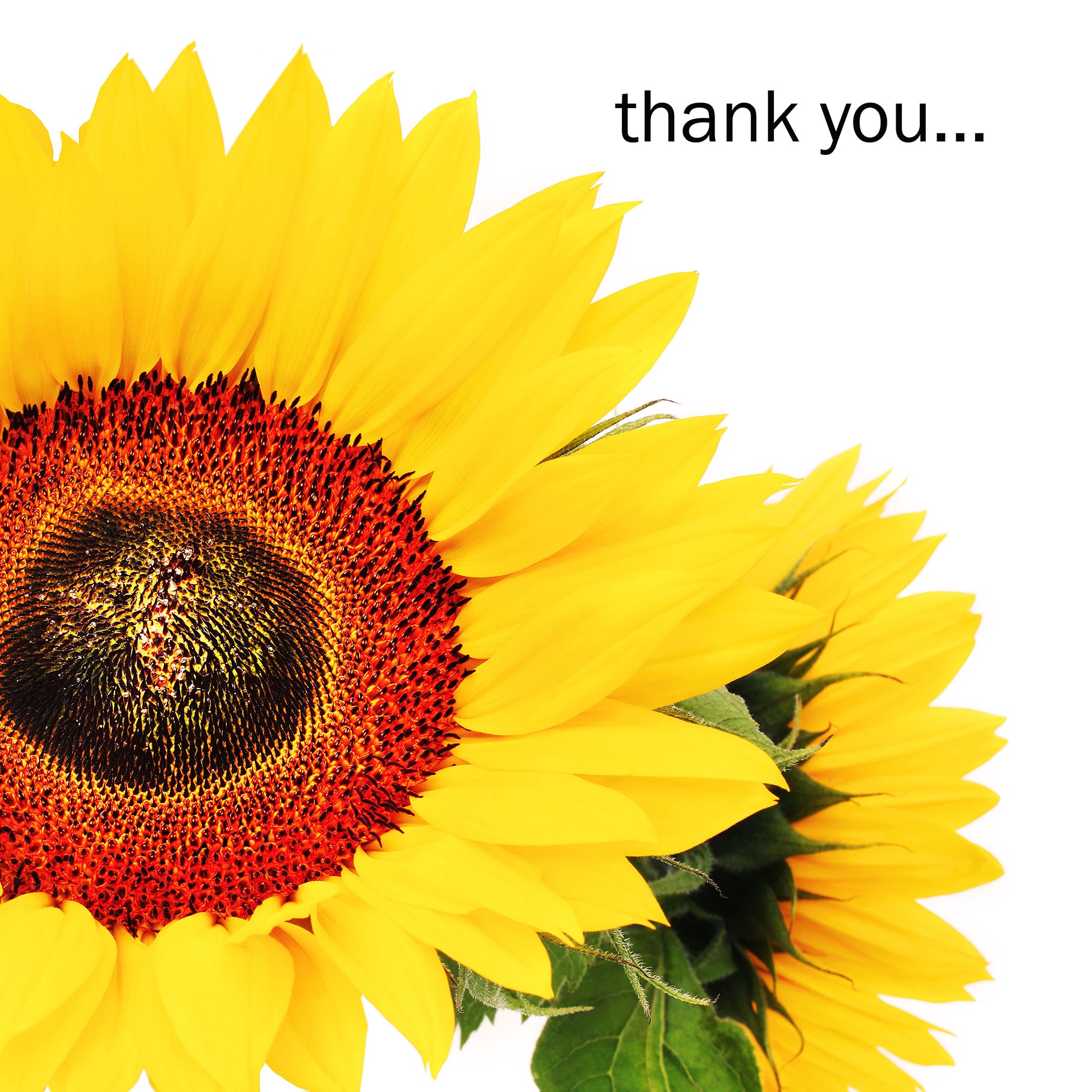 Thank You Note Card Sunflowers Thank You Sunflower Close up - Etsy