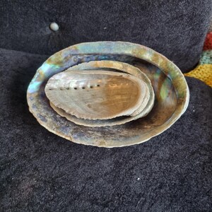 Lovely Graduated Trio of Natural Abalone Paua Shells Ideal for Smudging ...
