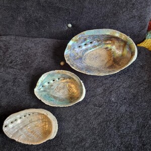 Lovely Graduated Trio of Natural Abalone Paua Shells Ideal for Smudging ...