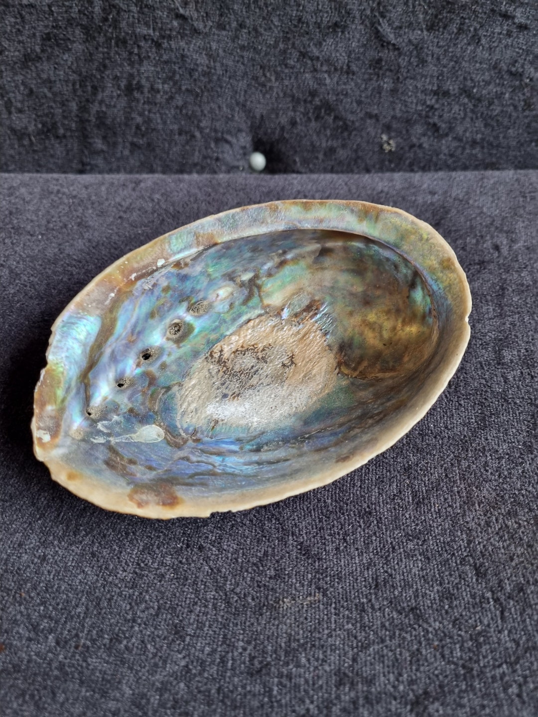 Lovely Natural Abalone Paua Shell Ideal for Smudging Ceremonies or Soap ...