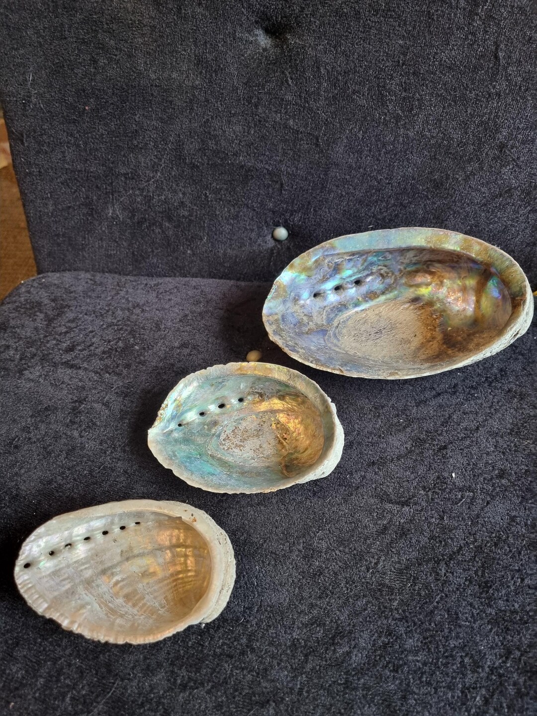 Lovely Graduated Trio of Natural Abalone Paua Shells Ideal for Smudging ...