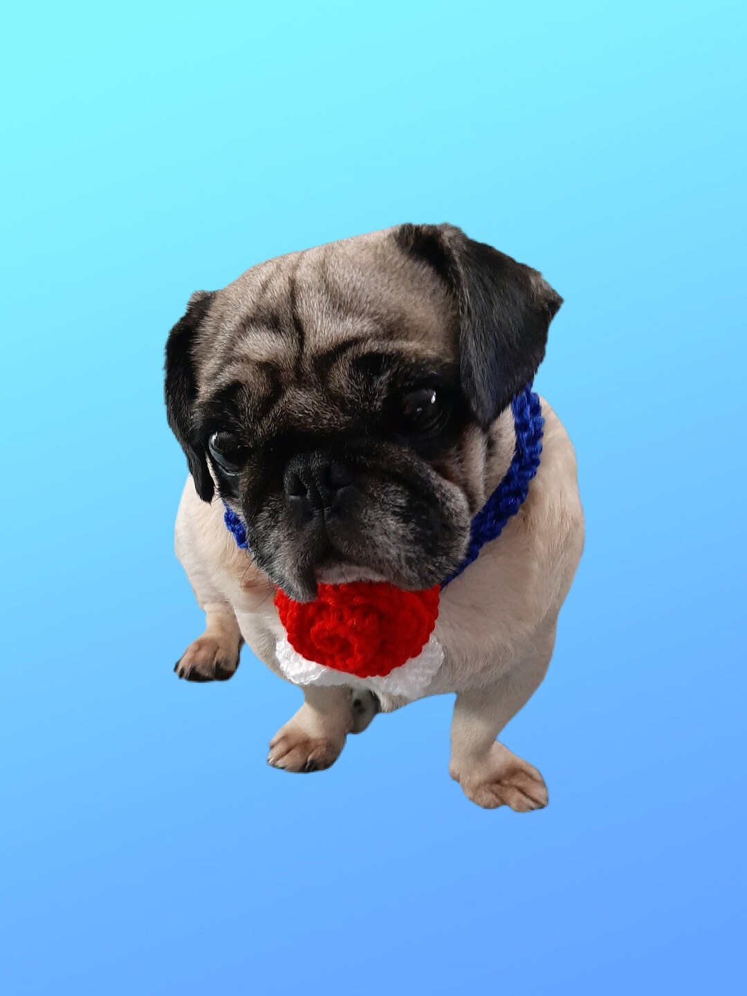 Red White & Blue Pug Collar W/ Flower/ Patriotic Pug Collar/ Hand Knit ...
