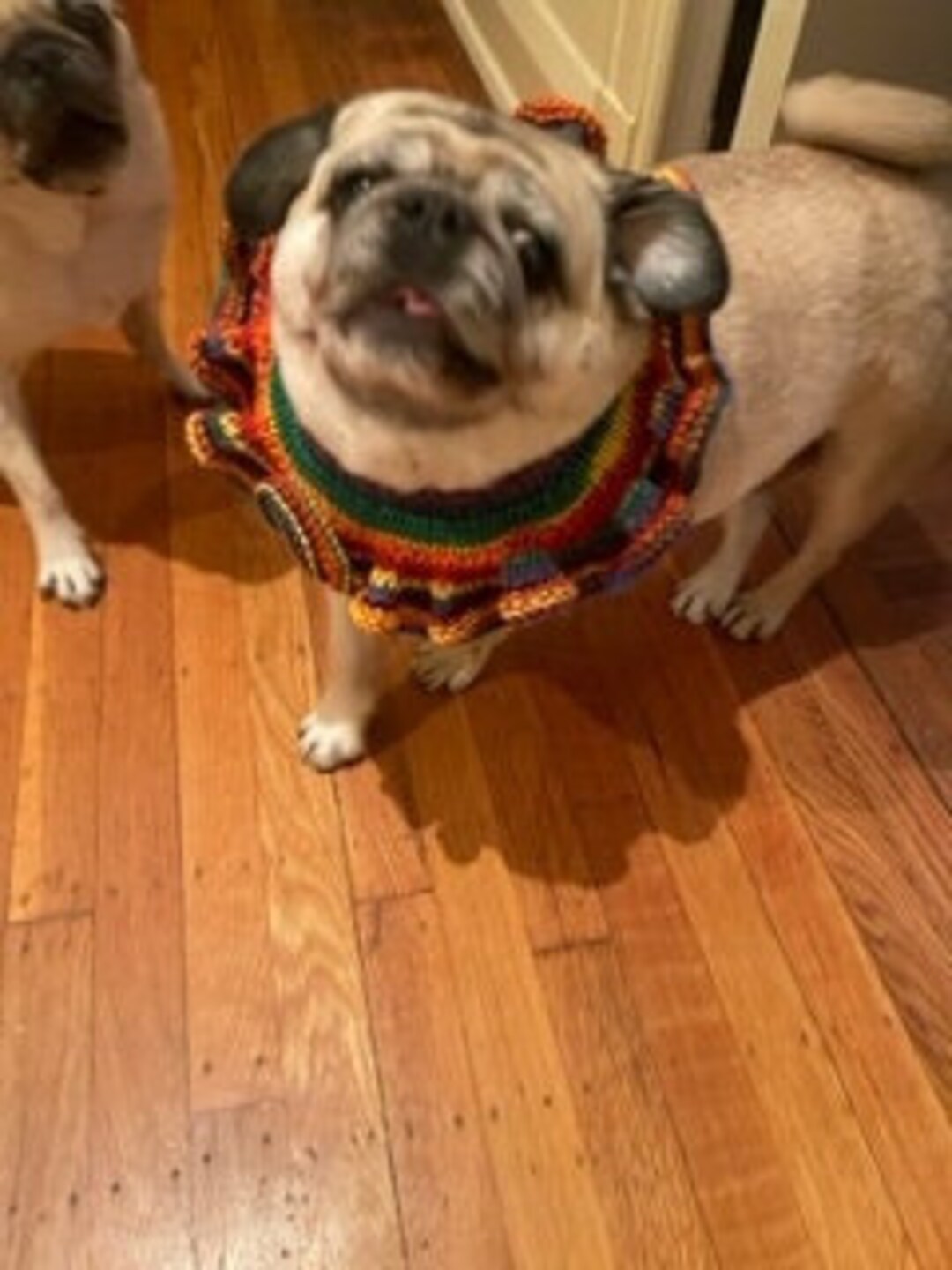 The Famous Series: JUDY Ruffle Collar for Pug / Dog Rainbow Pride Mardi ...