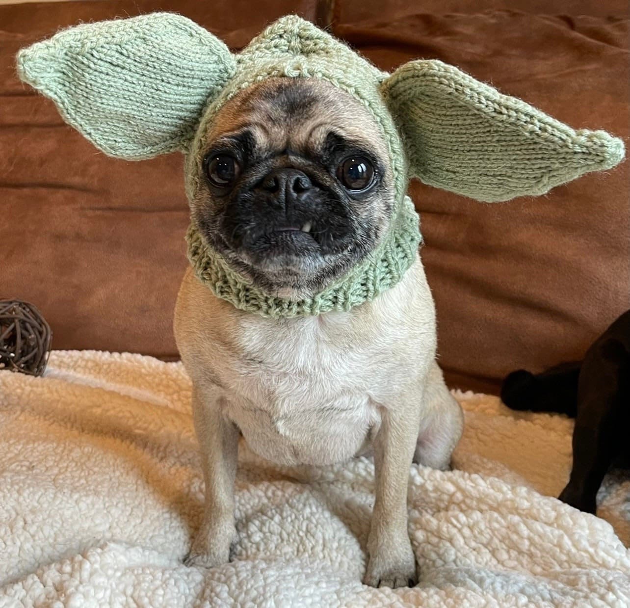 Pugs In Yoda Costumes
