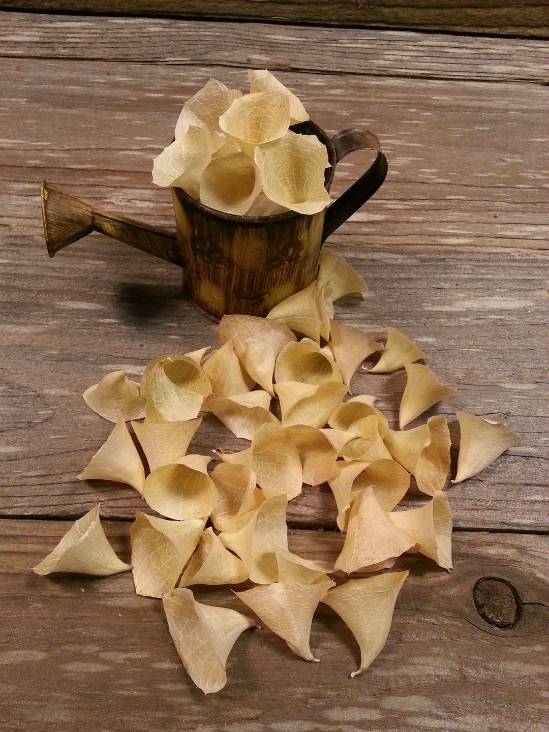 50 Dried Bells of Ireland, Dried Flowers, Good Luck, Small Dried ...
