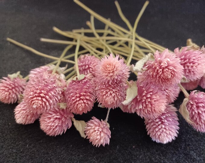 25 Gomphrena, Pink, 6"-8" Total Length, Small Dried Flowers - Etsy