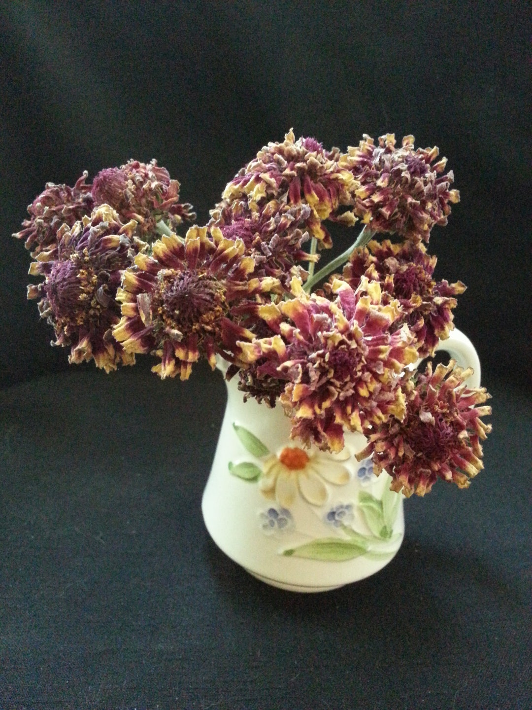 30 Mini Zinnias, Macarenia/mazurkia, 3/4 to 1 Flower Size, 4 Total ...