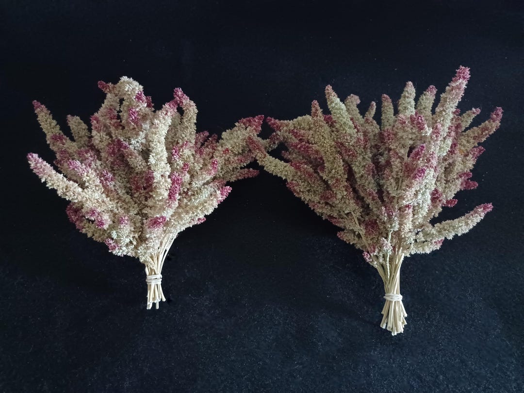 15 Amaranth, Red Tip, 6-8 Total Length, Dried Flowers, Dried Amaranth ...