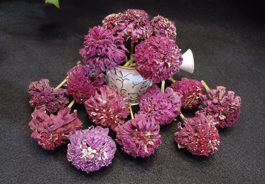 15 Zinnia, Pom-pom Wine/purple Shades, 1 1/2 to 2" Flower Size, 2-3 ...