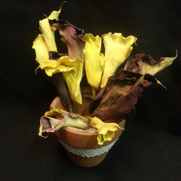 Calla Lilly Flowers - Etsy