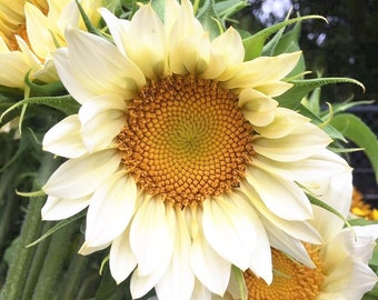 White Lite Sunflower - Etsy