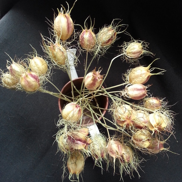 Dried Seed Pods - Etsy