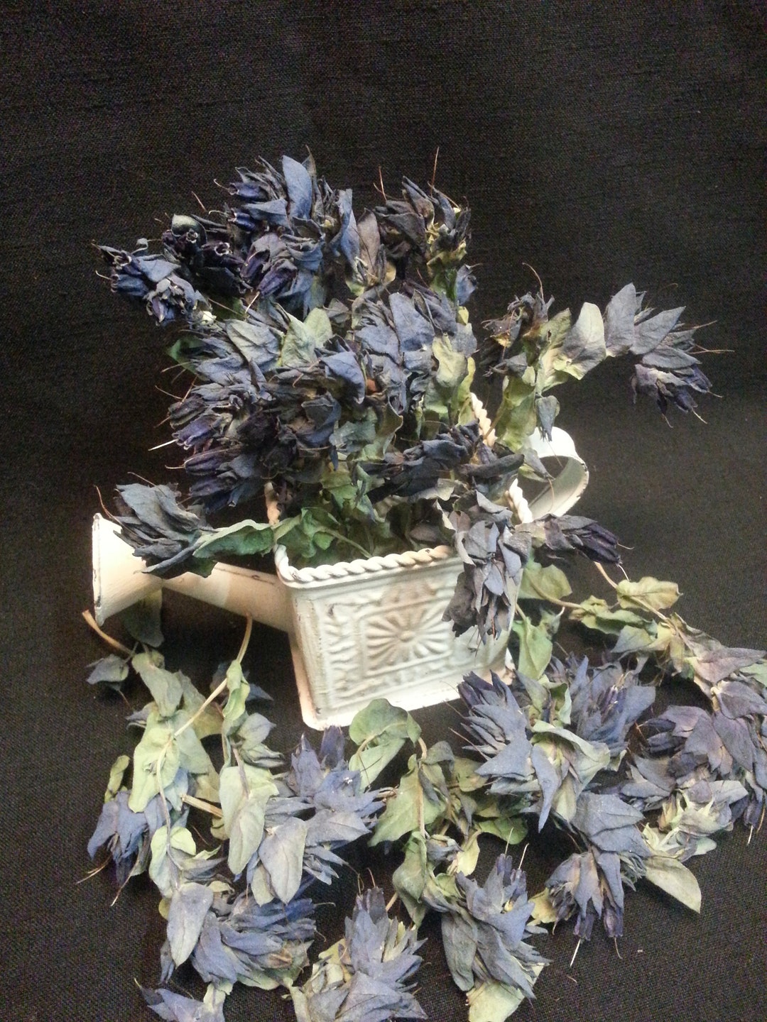 25 Cerinthe Flowers, 3-4" Total Length, Blue Shrimp Plant, Dried ...
