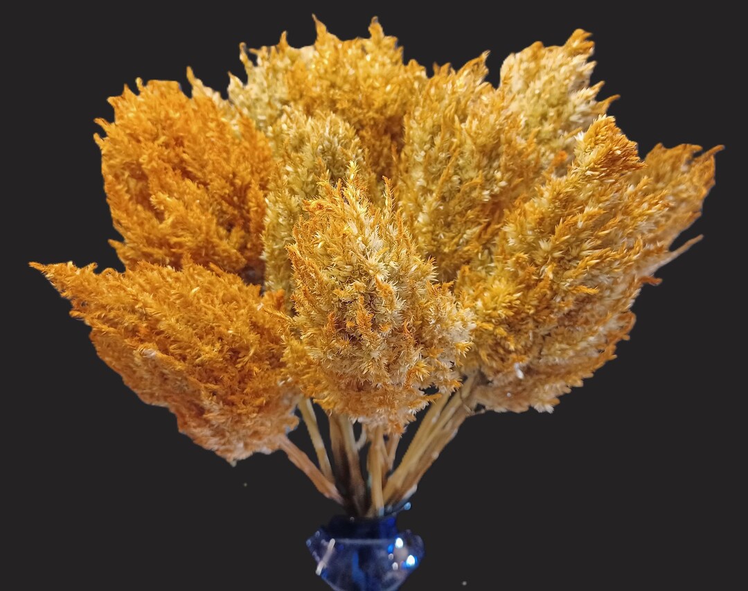 14 Celosia Plume Gold/cream/buff Mix. Large 4- 6" Flower Heads, 14" to ...