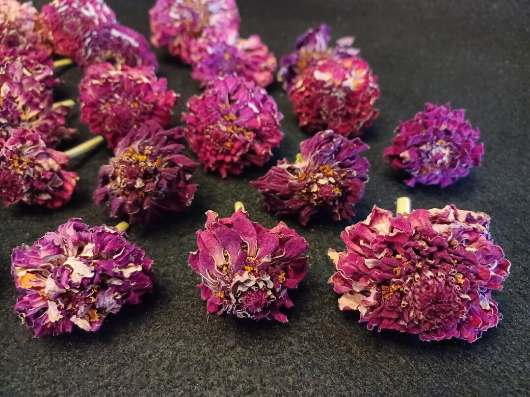25 Zinnias, Wine/maroon Shades, 1" to 1 1/2" Flower Heads, 1/2 - 1 ...