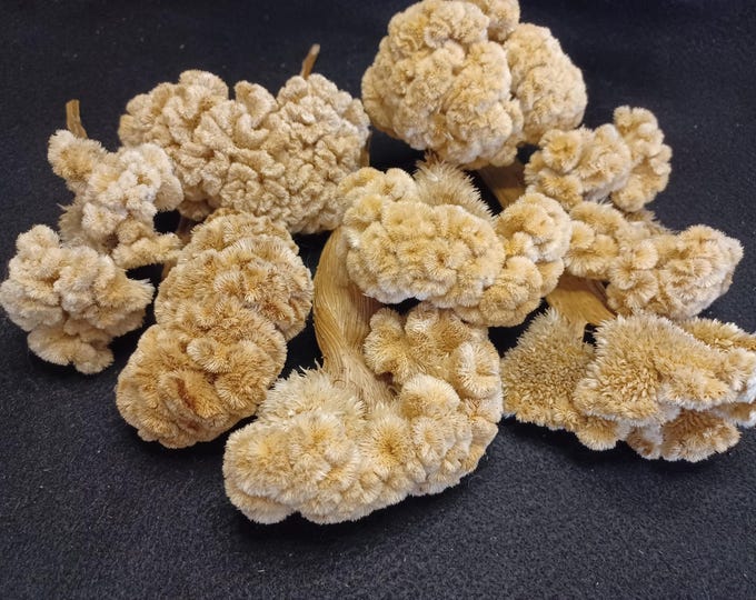 8 Celosia Cockscomb Buff Latte Mix. 3 to 4" Flower Heads, 4" Stems ...