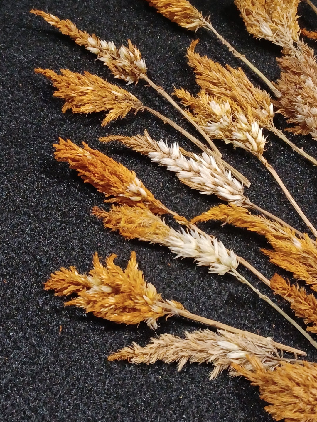 30 Mini Celosia Plume Gold/tan/buff Shades 2-3total - Etsy