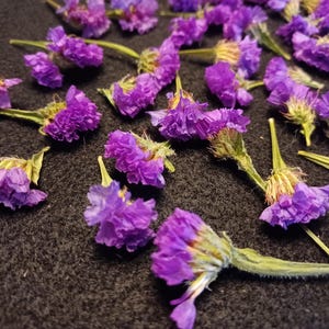50 Statice Flowers, Dark Violet Tones, 1/2 to 3/4, Mini Dried Flowers ...