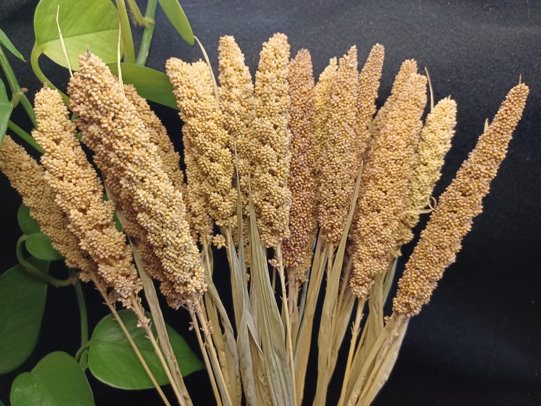 25 Dried Smooth Millet, Creamy Latte White Tones, 3-4 Flowers, 15-16 ...