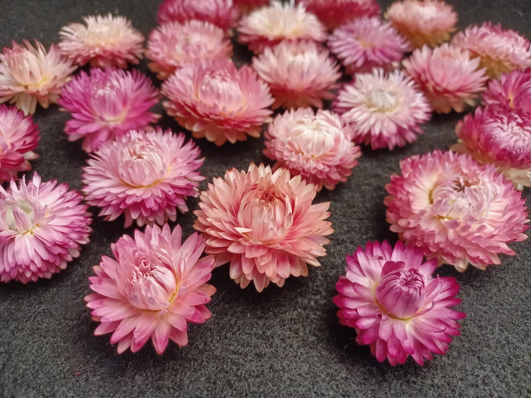 25 Strawflowers, Pink Mix, 1 to 1 1/2" Flower Size, No Stems, Small ...