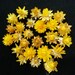 25 Mini Strawflowers, Yellow/gold Mix, 3/4 - 1", No Stems, Small Dried ...
