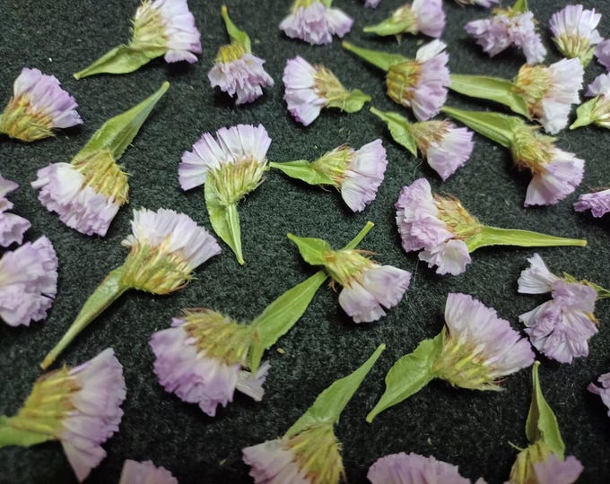 50 Statice Flowers, Lavender, 1/2 to 3/4", Mini Dried Flowers, Resin ...