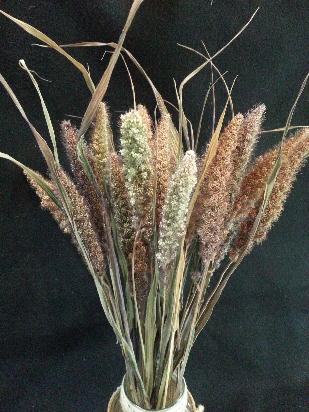 20 Dried Foxtail Millet Mix, 15-16" Total Length, Dried Foliage - Etsy