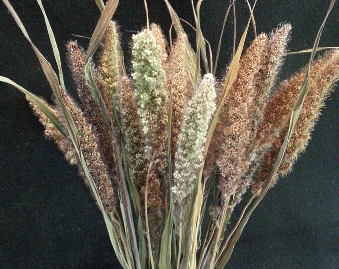 15 Dried Foxtail Millet Mix, 15-16" Total Length, Dried Foliage - Etsy
