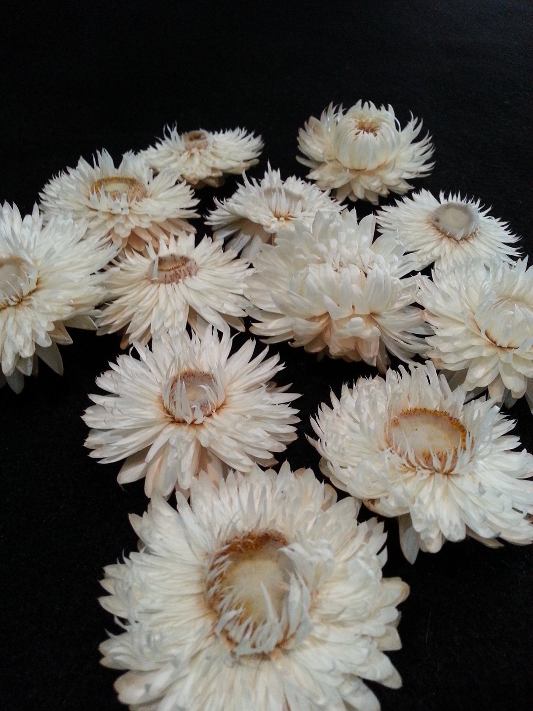 12 Large Strawflowers, Creamy White, 2 Flower Size, No Stems, Dried ...