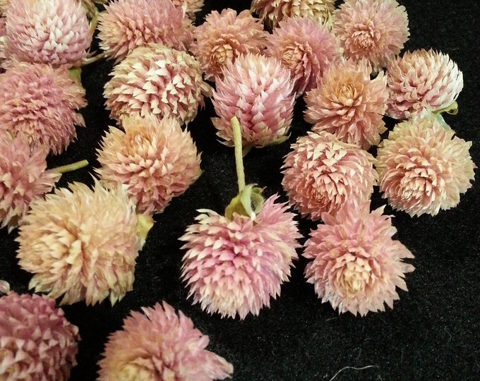 25 Gomphrena, Pink, 6"-8" Total Length, Small Dried Flowers - Etsy