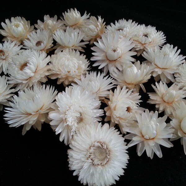 Strawflowers - Etsy