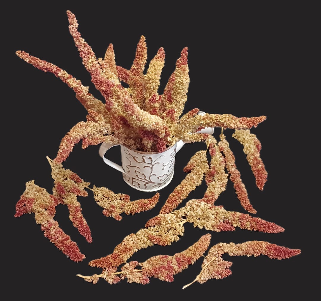 20 Amaranth, Red Tip, 4-5 Total Length, Dried Flowers, Dried Amaranth ...