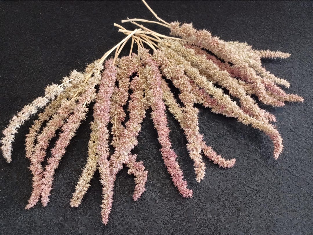 15 Amaranth, Blush Fingers, 8 Total Length, Dried Flowers, Dried ...