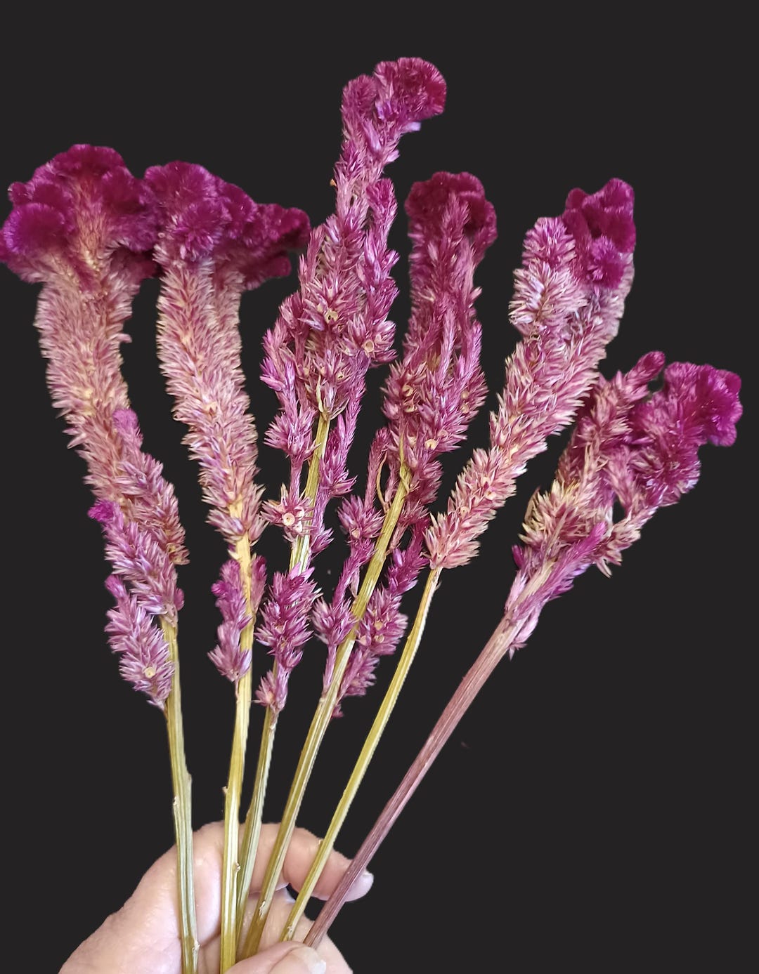 24 Celosia Cockscomb, Burgundy Coral Like, 17 at 10-12", 7 at 6-8 ...