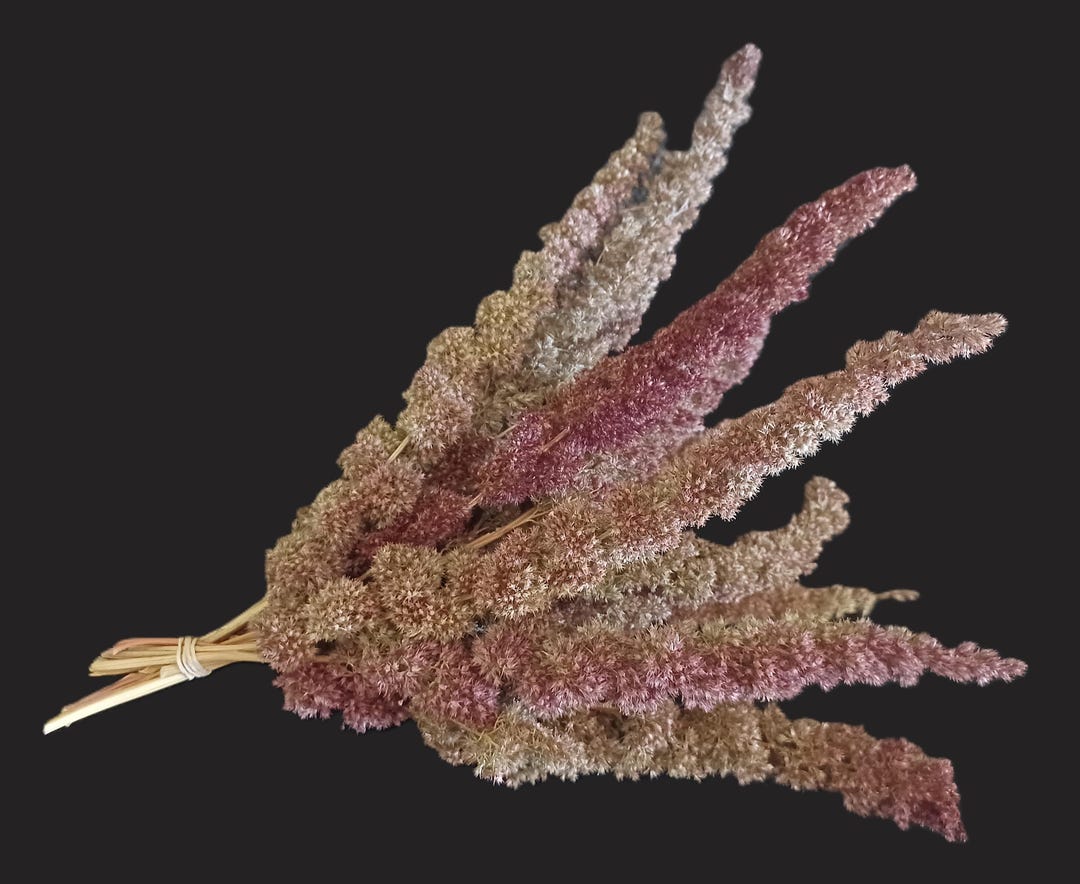 10 Amaranth, Pygmy Torch Mix, 10-12" Total Length, Dried Flowers, Dried ...