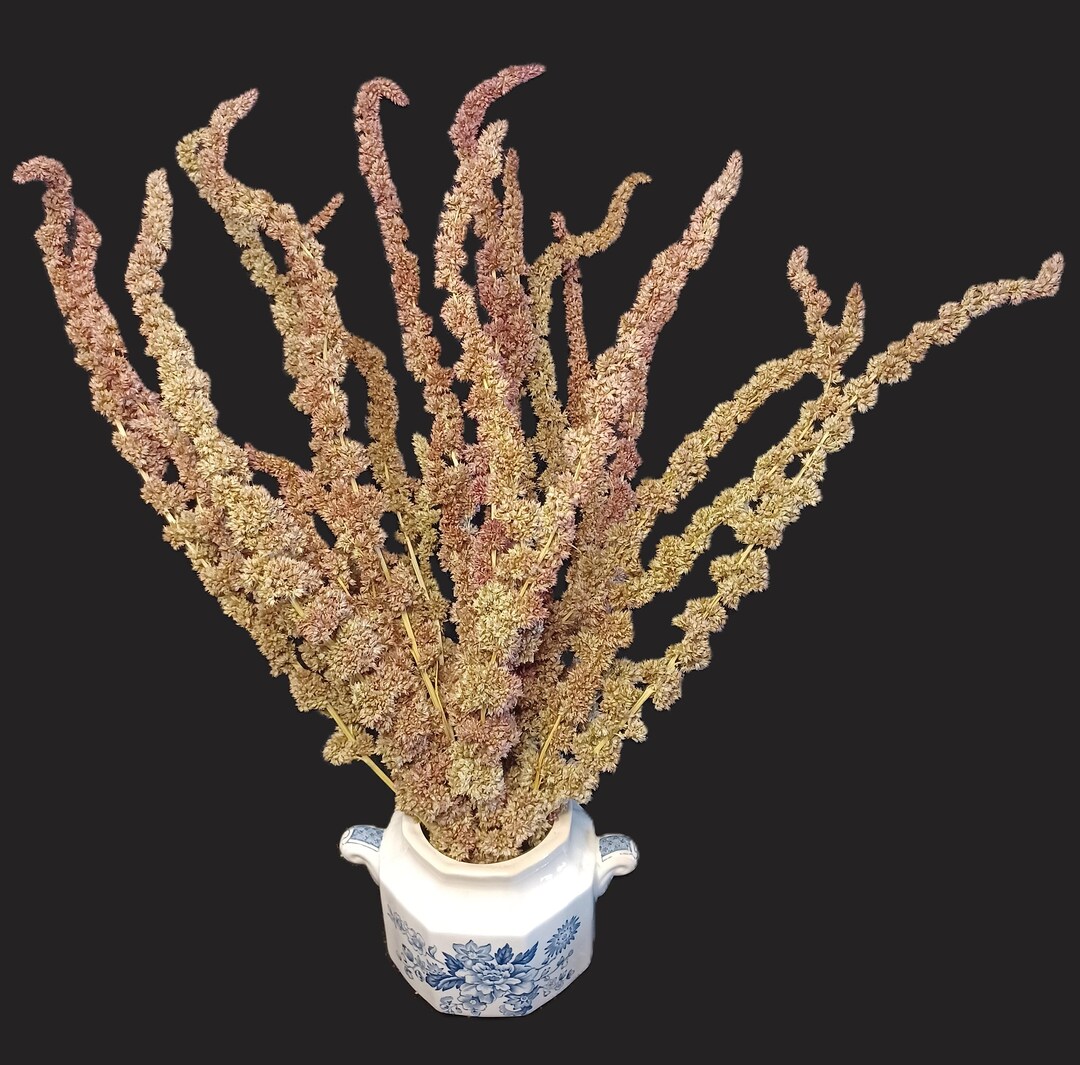 15 Amaranth, Long Stems of Mixed Colors, 14-15" Total Length, Dried ...