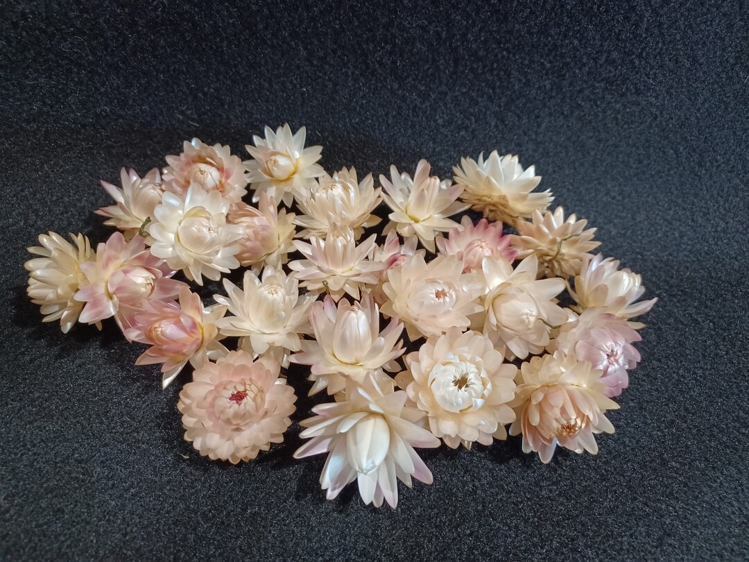 25 Mini Strawflowers, Blush, 3/4 1 Flower Size, No Stems, Small Dried ...