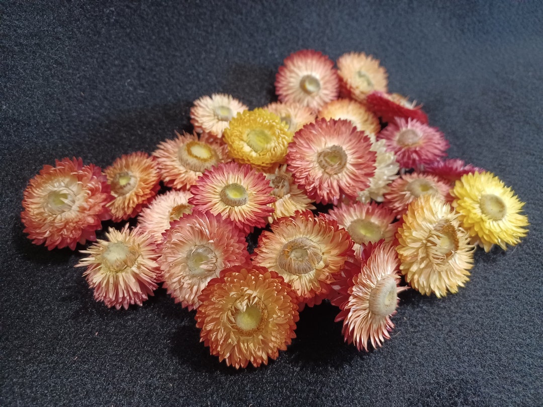 25 Strawflowers, Fruit Salad, Open Faces but Not Blown Out, 1 to 1 1/2 ...