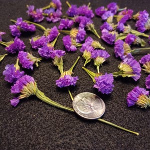50 Statice Flowers, Dark Violet Tones, 1/2 to 3/4, Mini Dried Flowers ...
